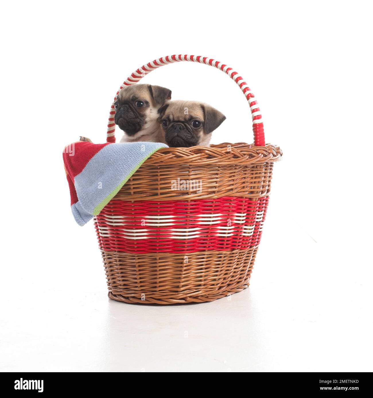 Peeping pug hi-res stock photography and images - Alamy