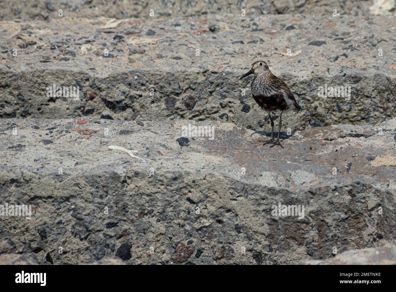 A Dunlin is walking on the beach. Also known as a Red-backed Sandpiper ...