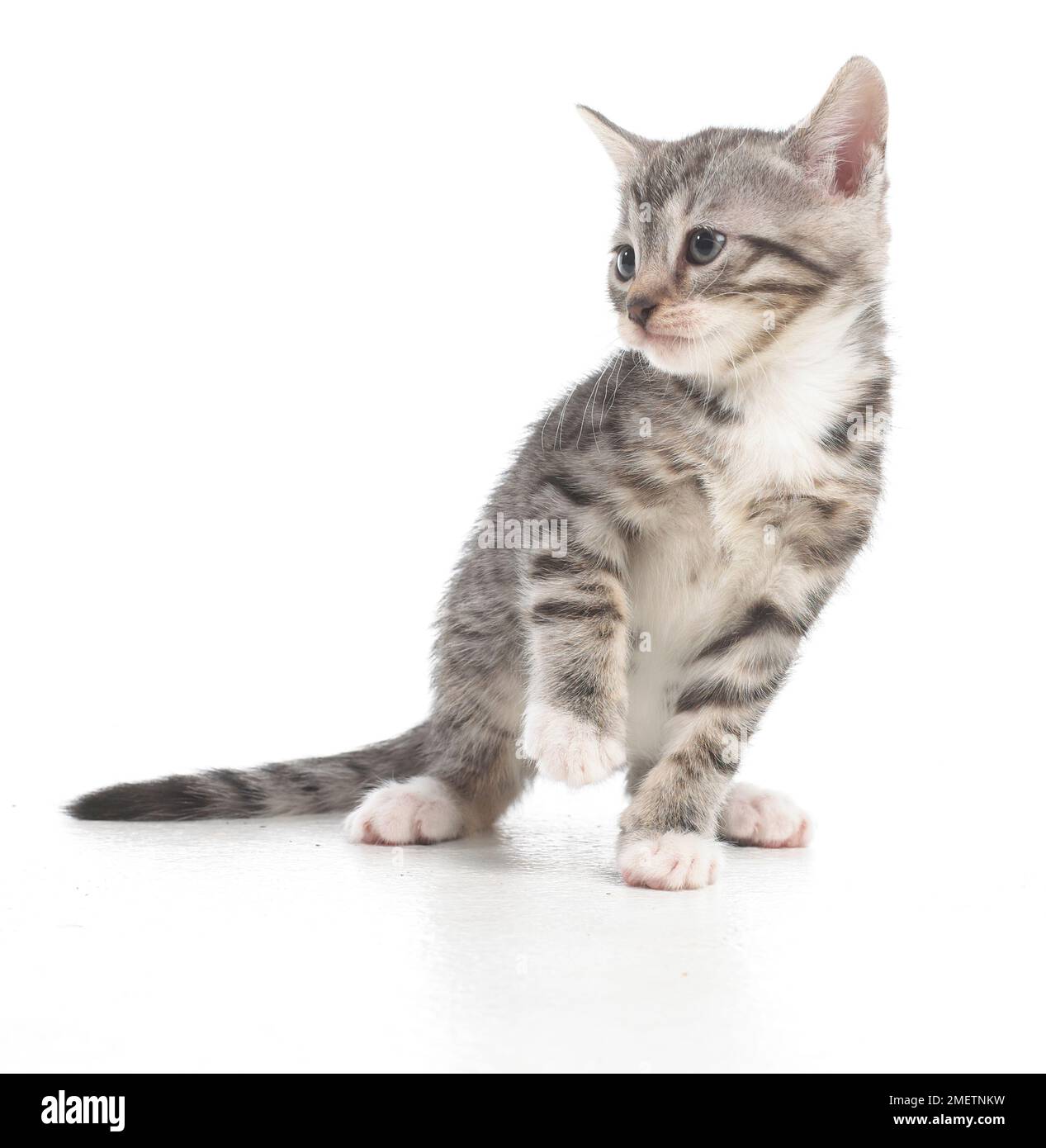 Tabby crossbreed cat sitting Cut Out Stock Images & Pictures - Alamy