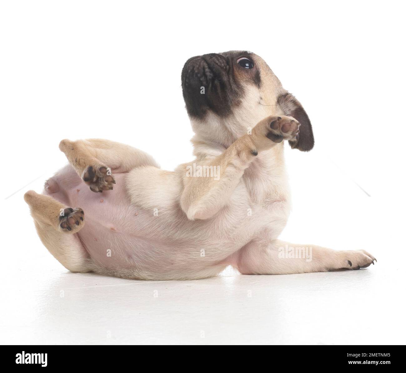Pug baby hi-res stock photography and images - Alamy