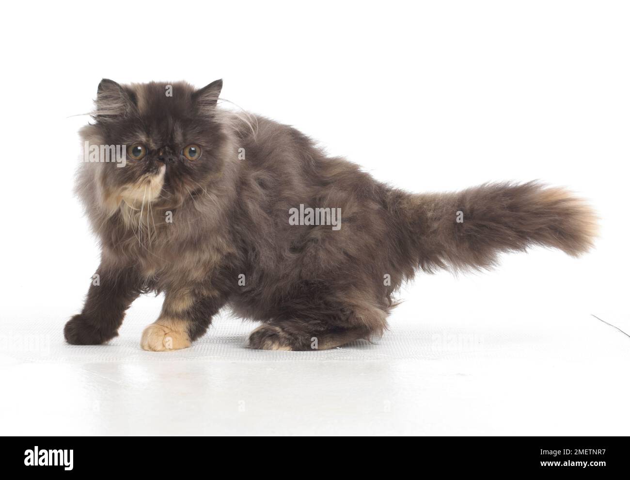 Brown longhair kitten, Persian kitten, 20-week-old Stock Photo - Alamy