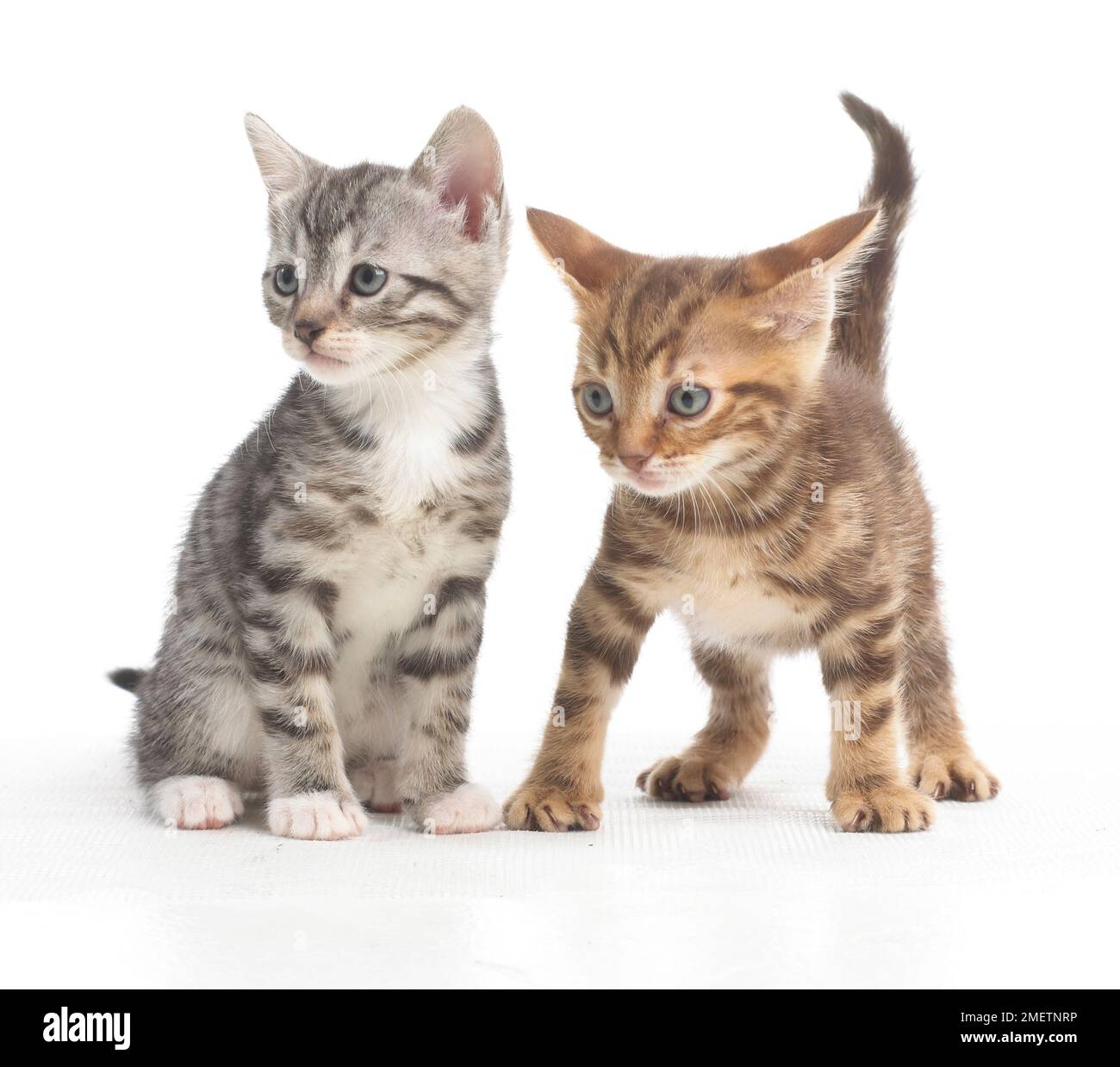 Two grey and brown tabby kittens, Bengal and British cross shorthair ...
