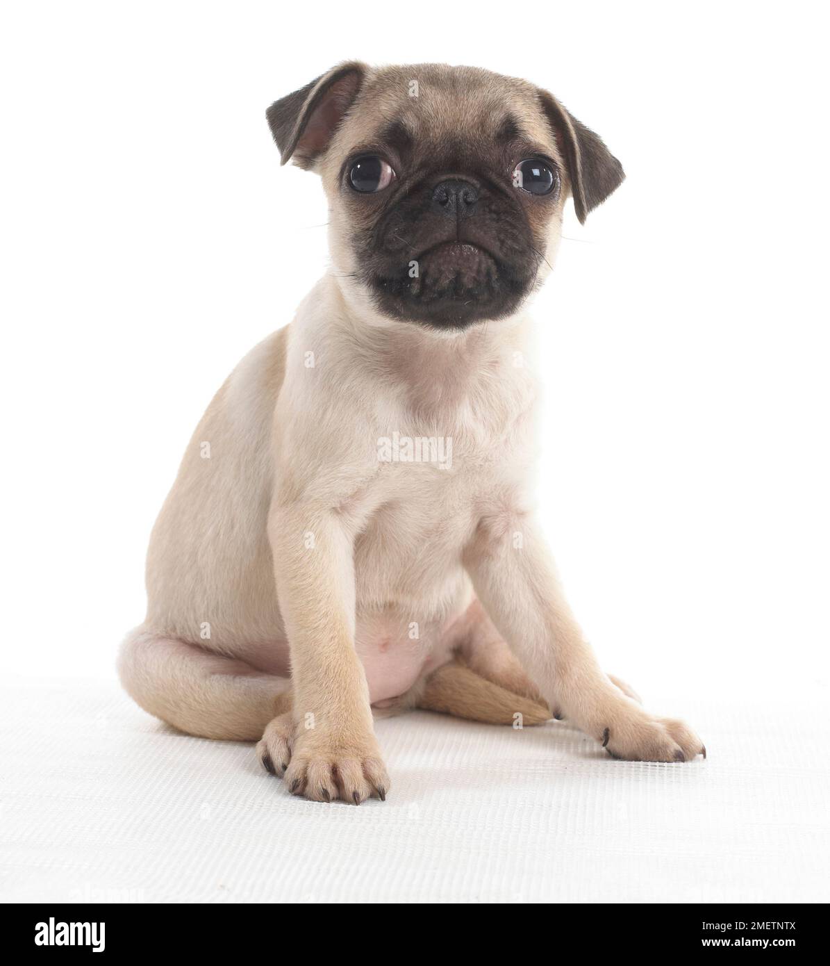 Pug puppy, 7-week-old Stock Photo - Alamy