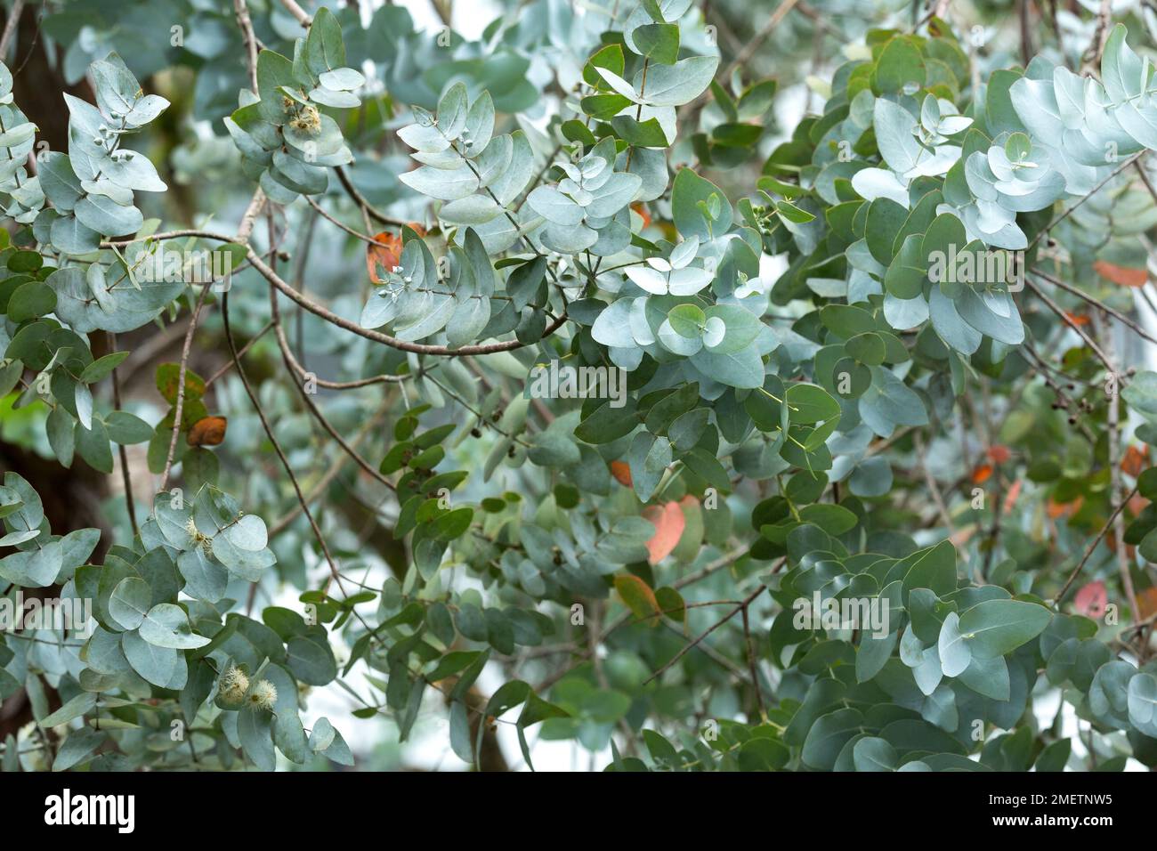 Leaves of tree silver eucalyptus - Eucalyptus cinerea Stock Photo - Alamy