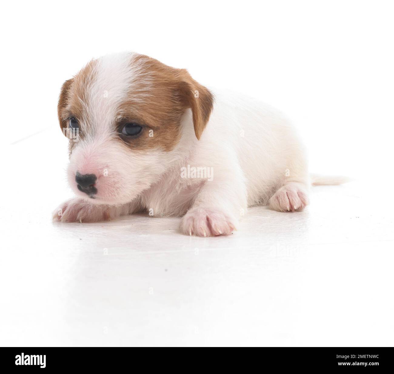 Cross russell Cut Out Stock Images & Pictures - Alamy