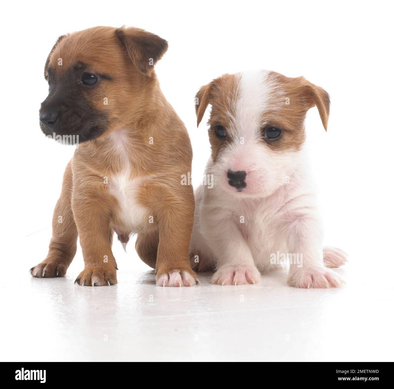 Jack Russell Lakeland Terrier cross, puppies, 5-week-old Stock Photo ...