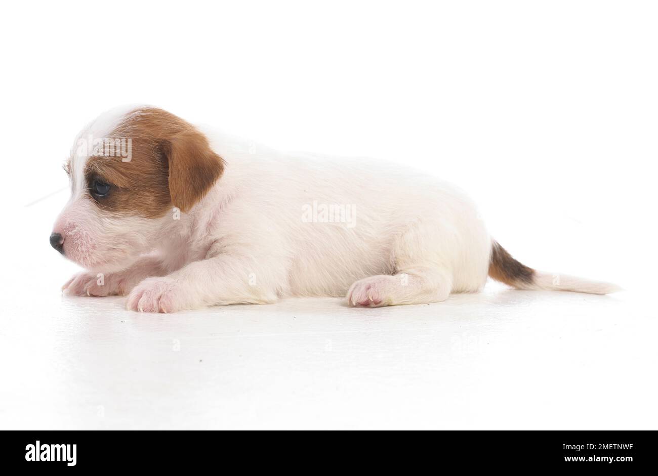 Russell cross Cut Out Stock Images & Pictures - Alamy