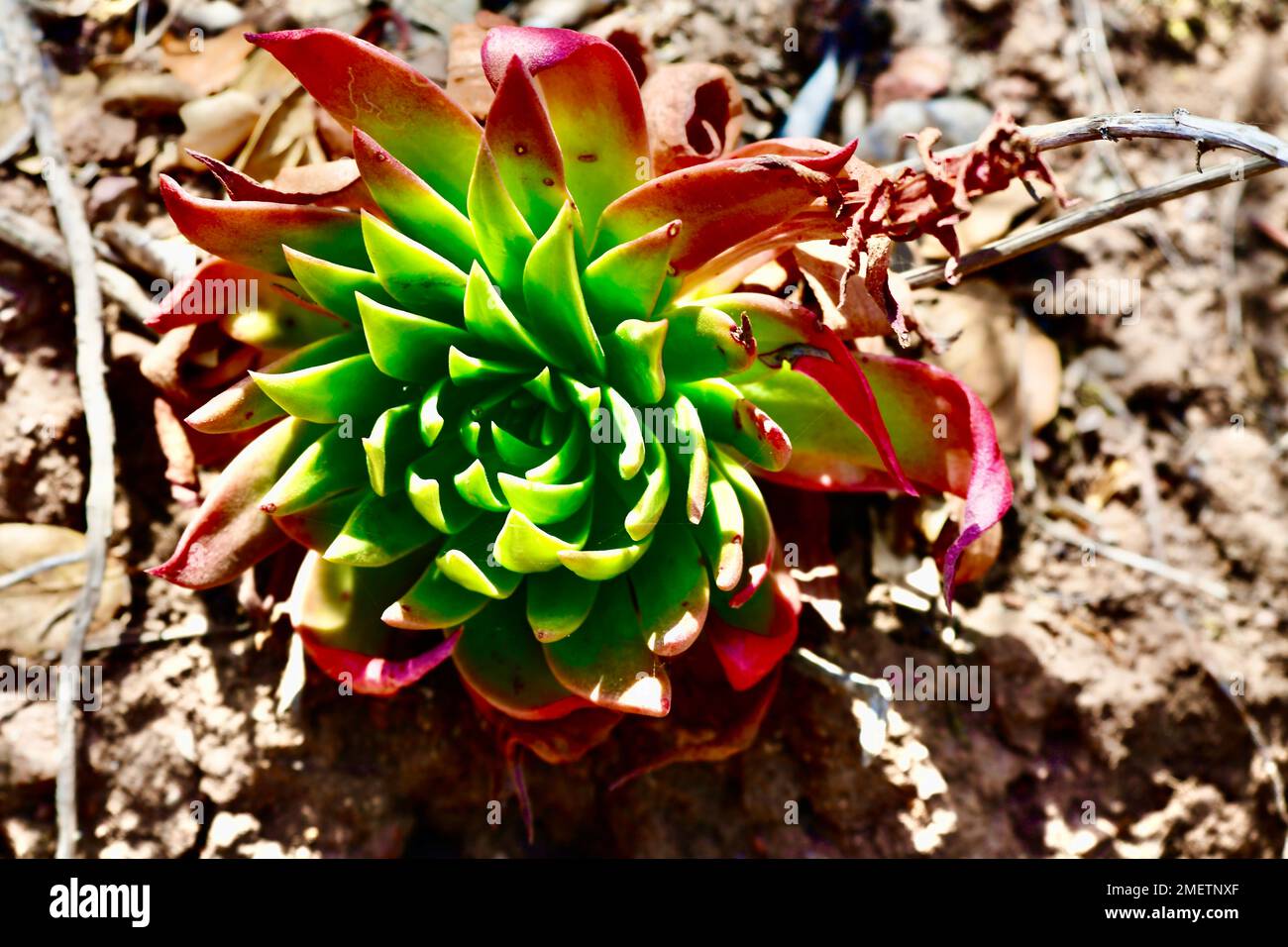 saftige succulenten wild wachsend im Channel Island Nationalpark in ...