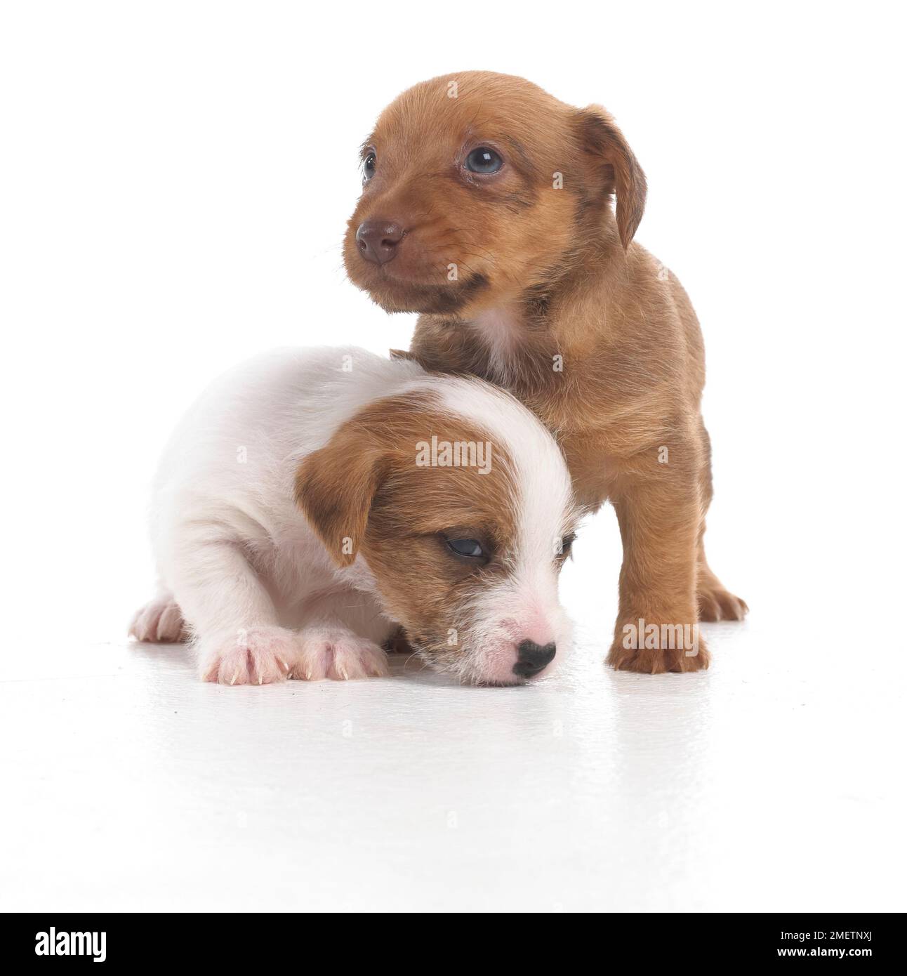 Jack Russell Lakeland Terrier cross, puppies, 5-week-old Stock Photo ...
