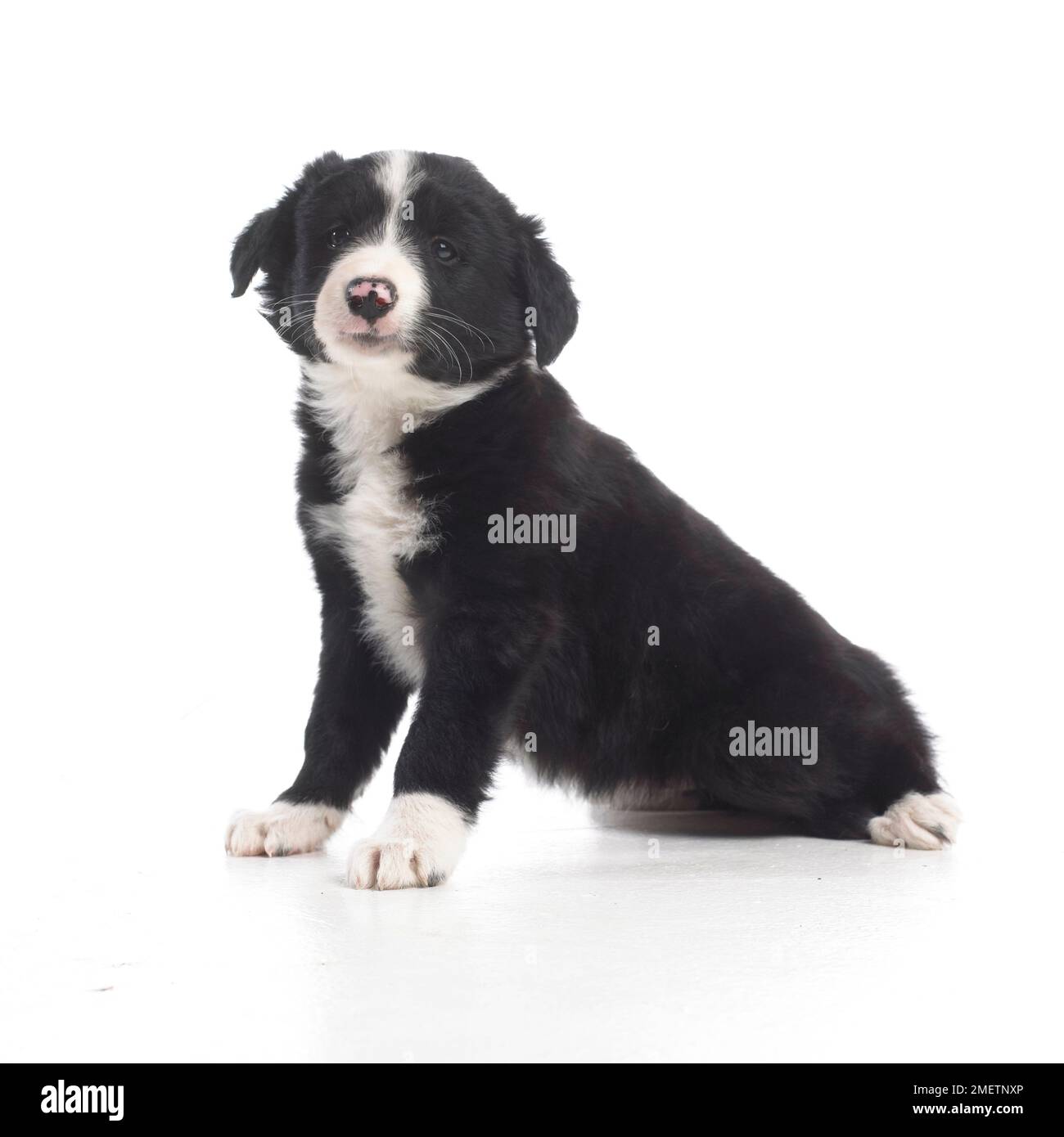 Black white close portrait Cut Out Stock Images & Pictures - Alamy