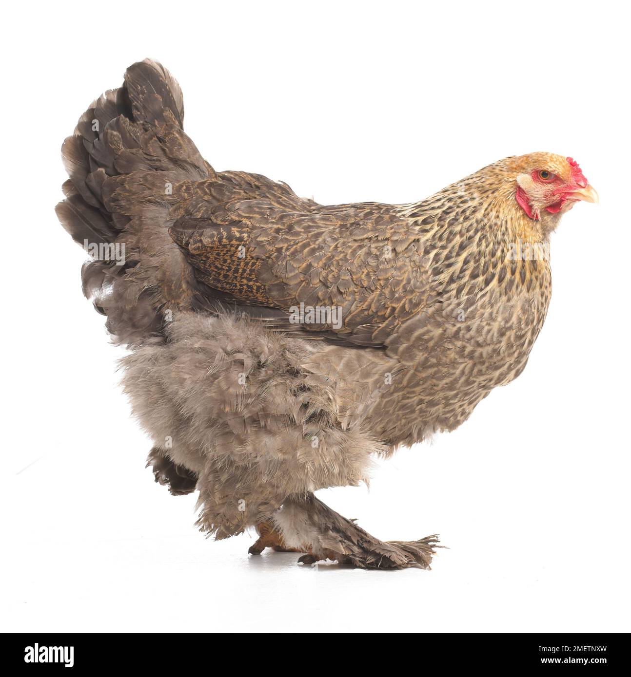 Brahma breed hen hi-res stock photography and images - Alamy