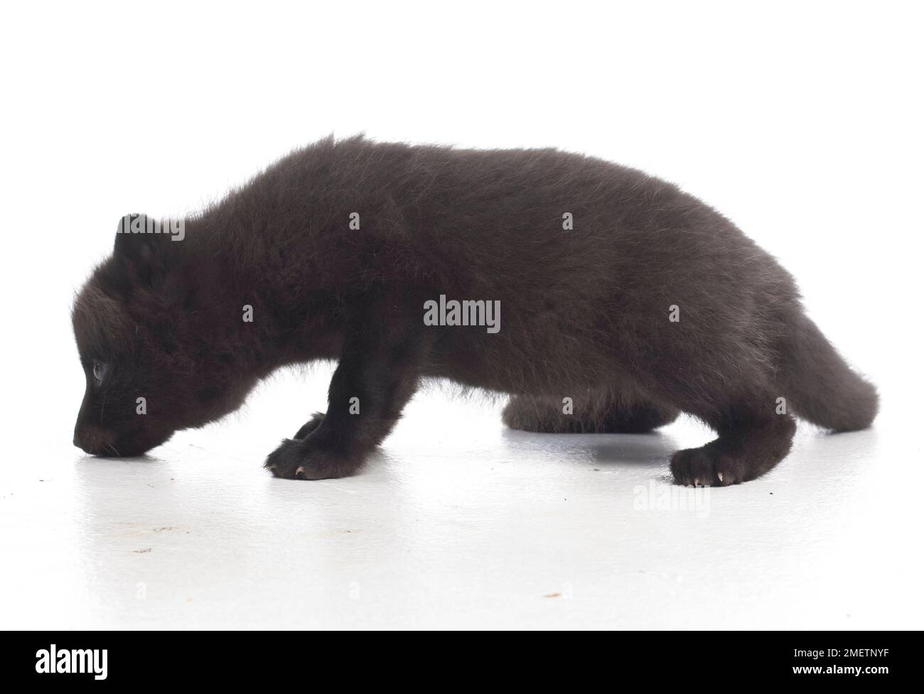 Silver fox side profile Cut Out Stock Images & Pictures - Alamy