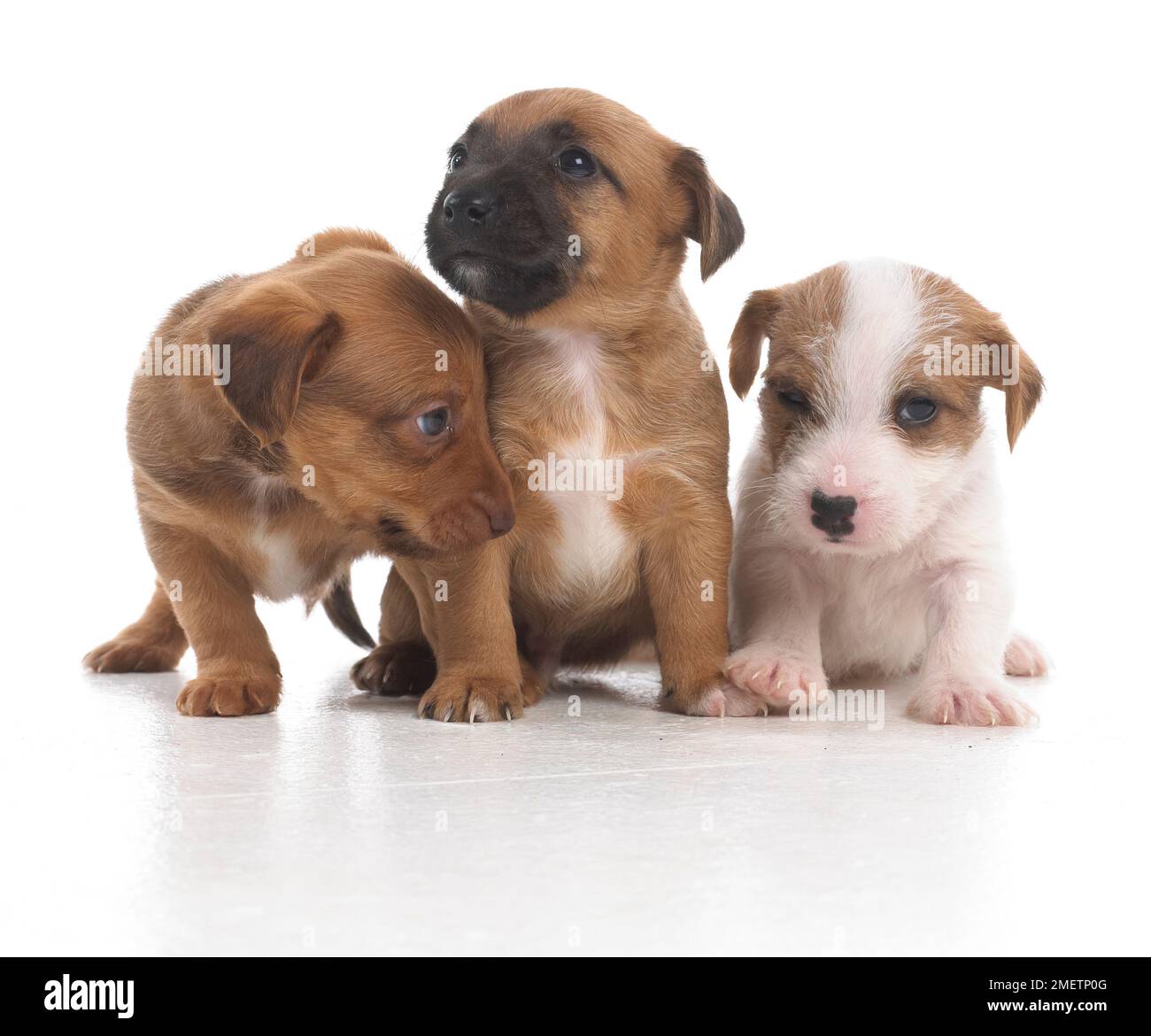 Jack Russell Lakeland Terrier cross, puppies, 5-week-old Stock Photo ...