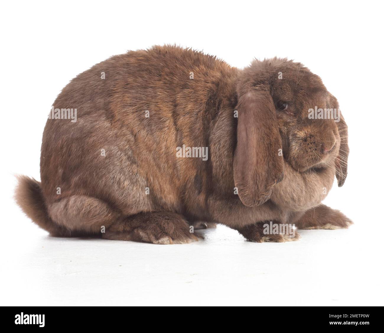 Large brown lop-eared rabbit or lop ear rabbit, French Lop Ear rabbit ...