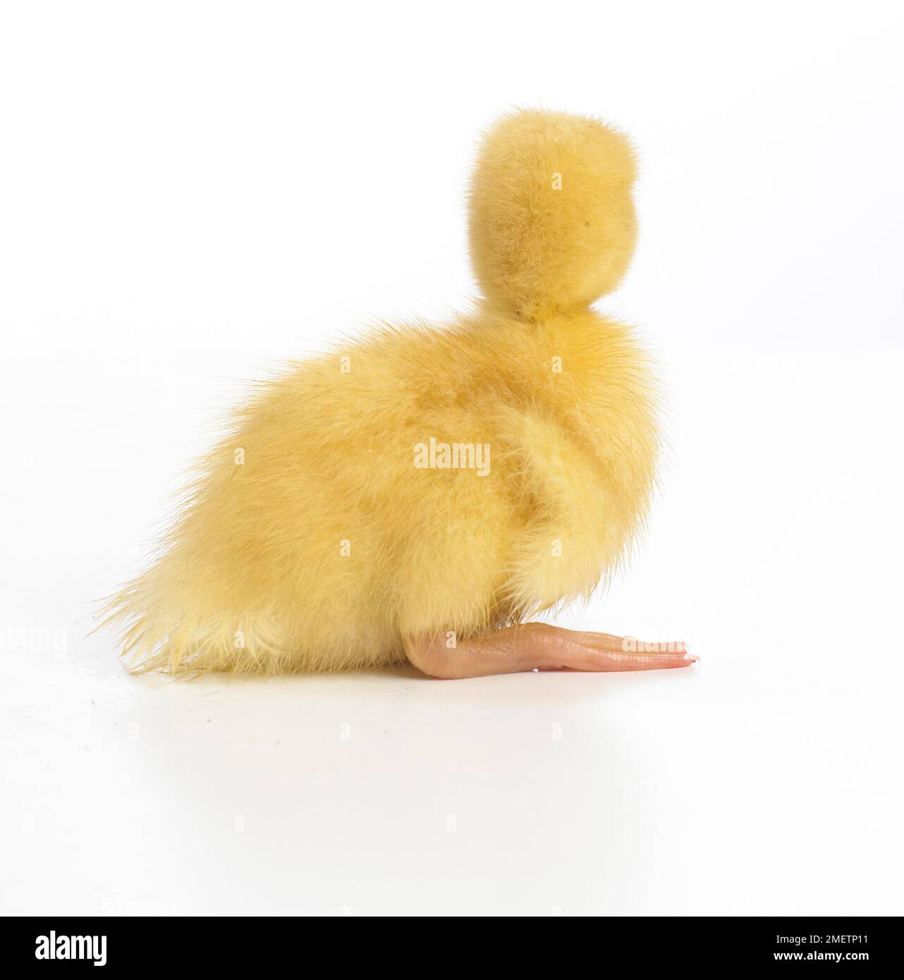 Call duck cut out hi-res stock photography and images - Alamy