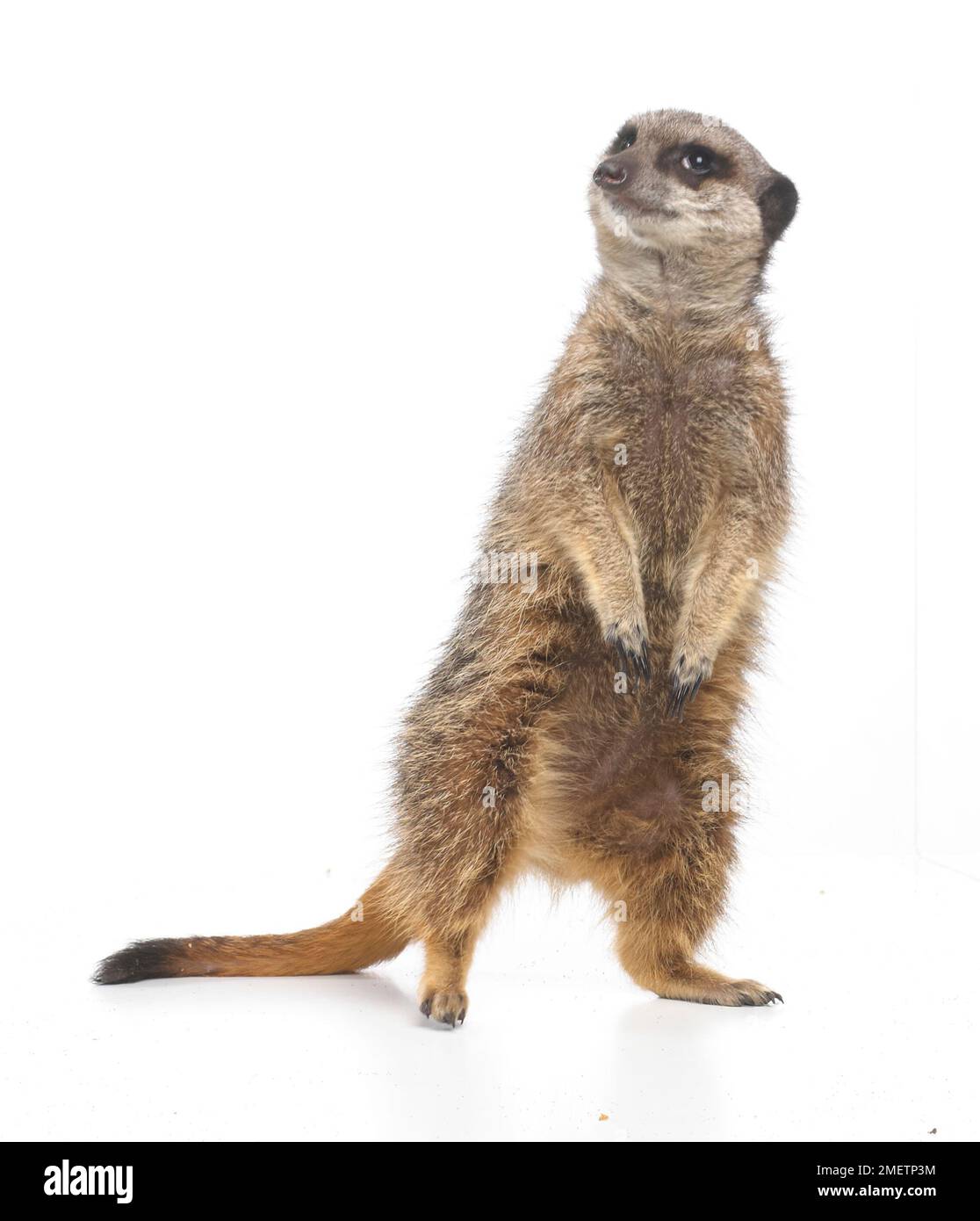 Meerkat (Suricata suricatta Stock Photo - Alamy