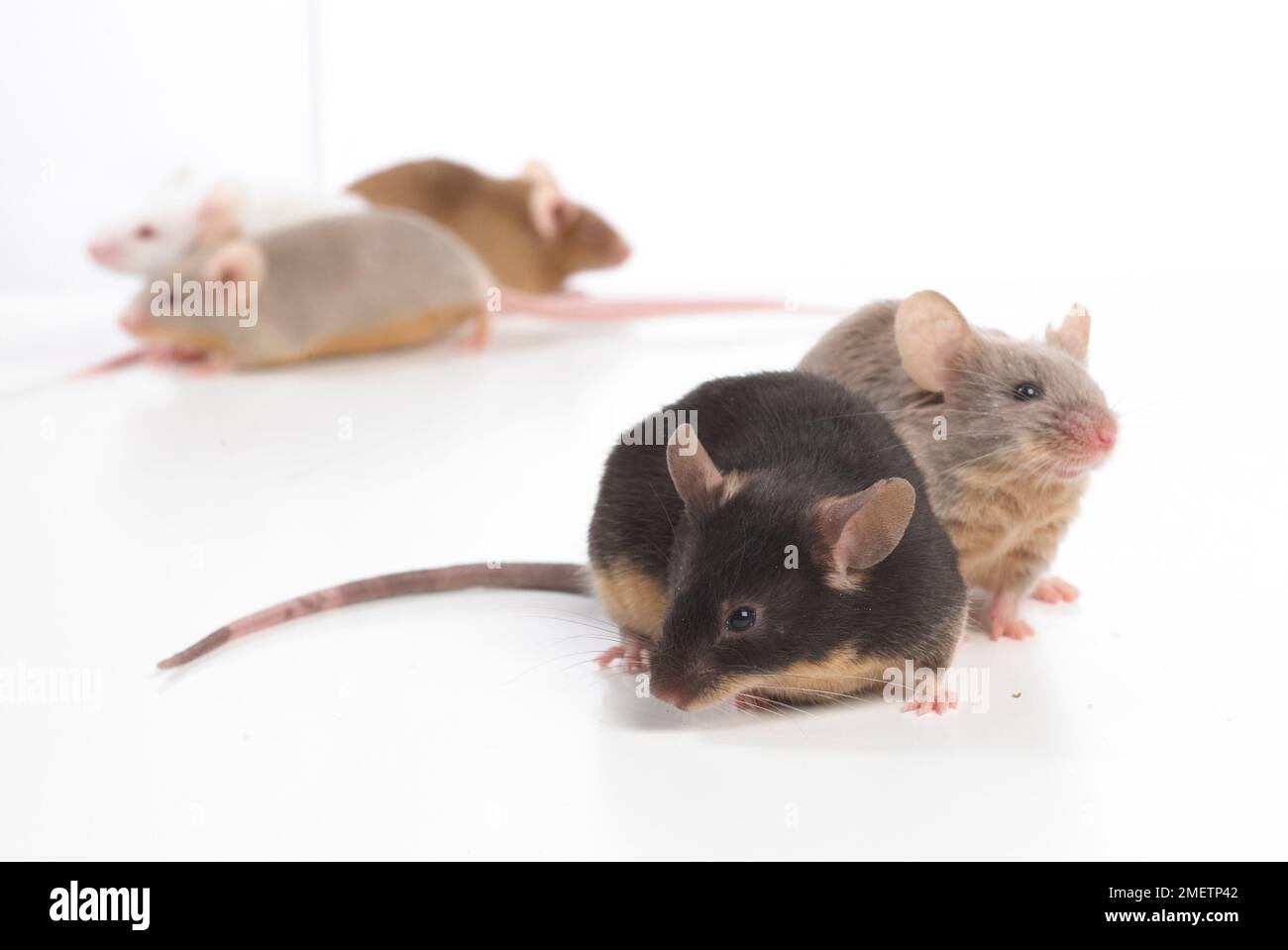 Domestic black mouse hi-res stock photography and images - Alamy