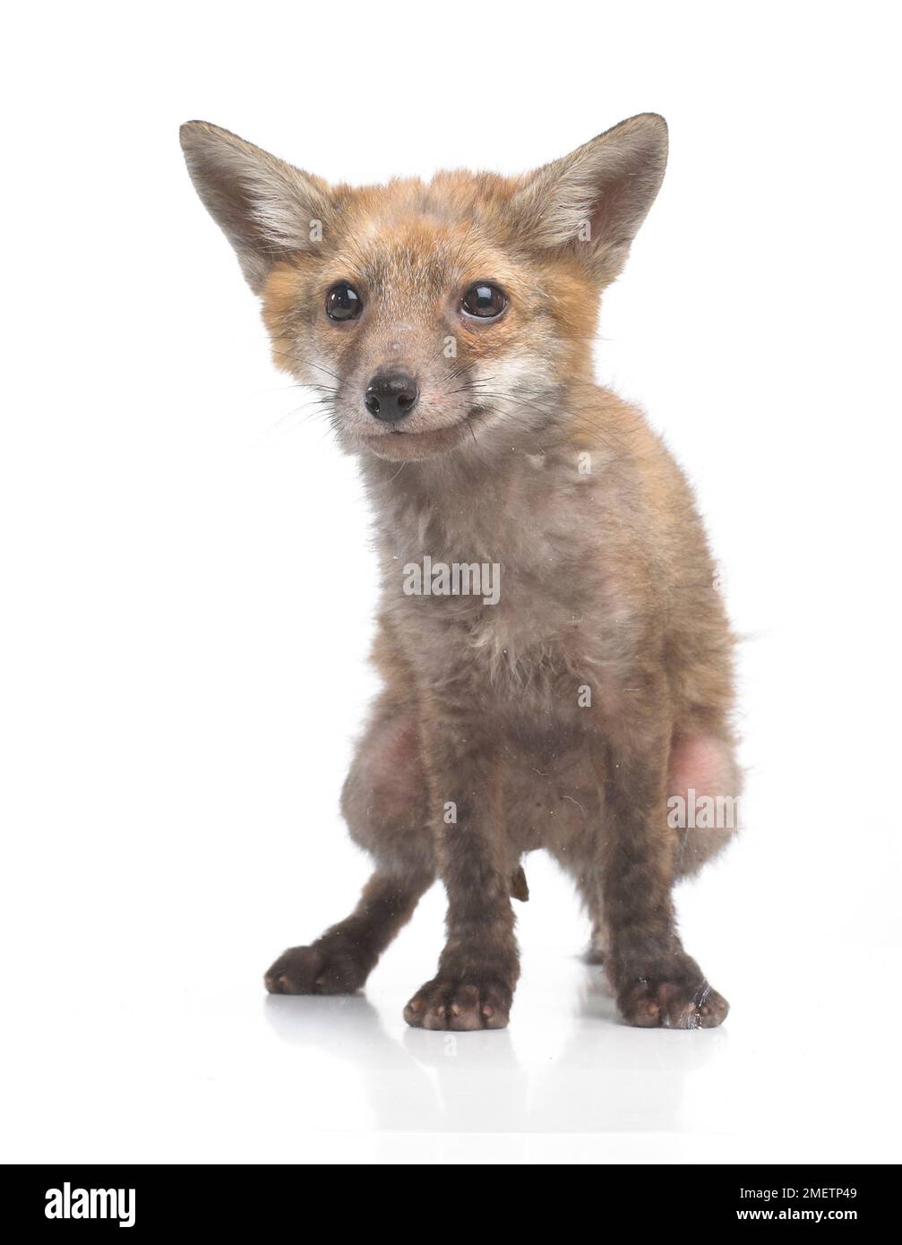 Fox cub, Red Fox (Vulpes vulpes), 5-week-old Stock Photo - Alamy