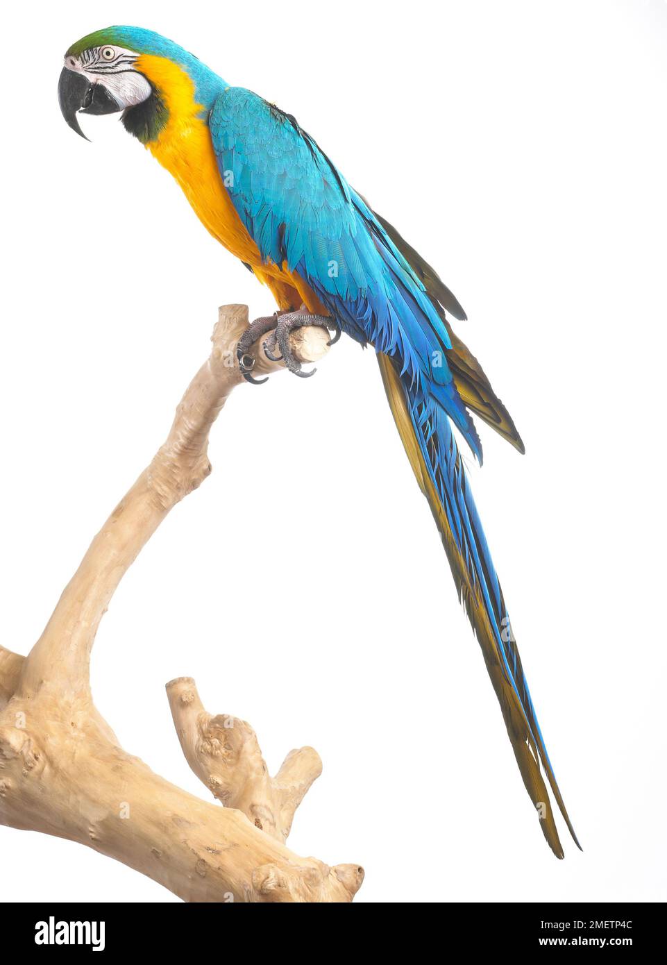 Blue and Yellow Macaw, Blue and Gold Macaw (Ara ararauna), parrot Stock ...