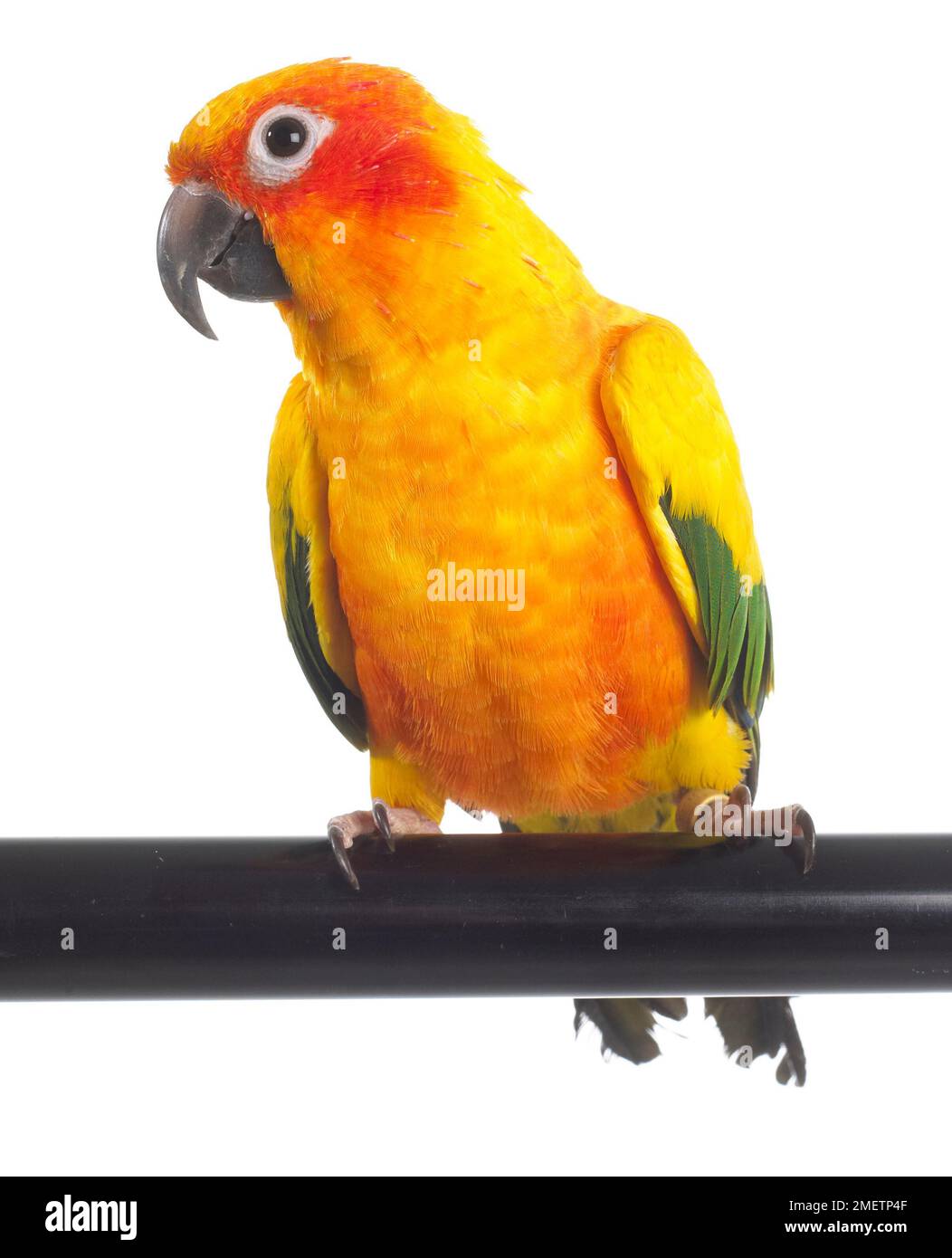 Colourful yellow and red parrot, Sun Conure, Sun Parakeet (Aratinga ...