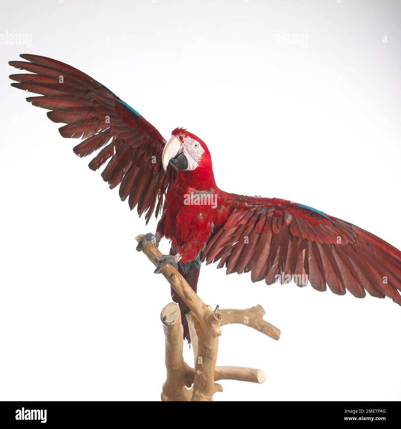 Green-winged Macaw, Red-and-green Macaw (Ara chloropterus), parrot ...