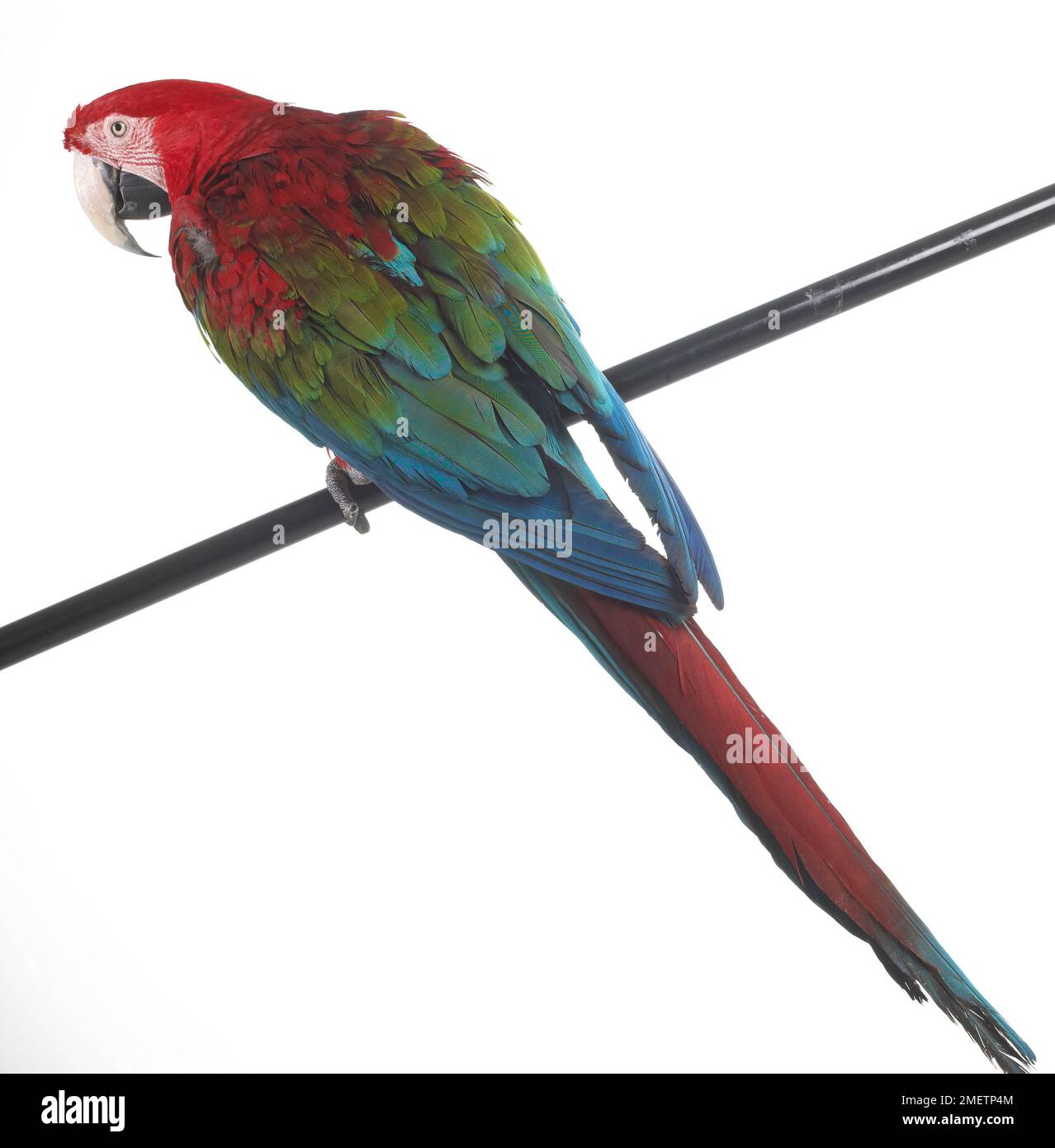 Green-winged Macaw, Red-and-green Macaw (Ara chloropterus), parrot ...