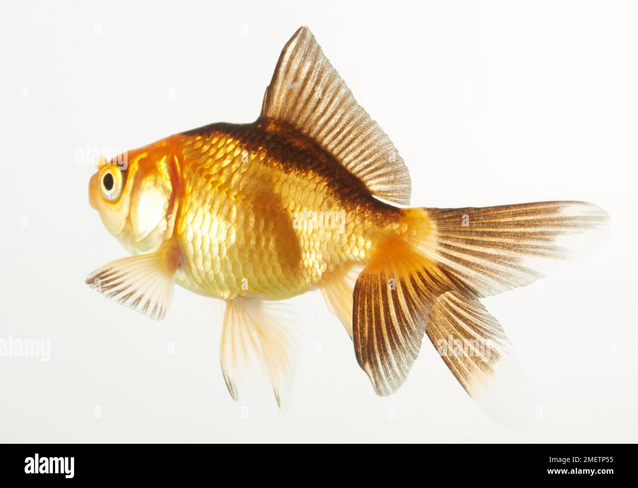 Fantail fish hi-res stock photography and images - Alamy