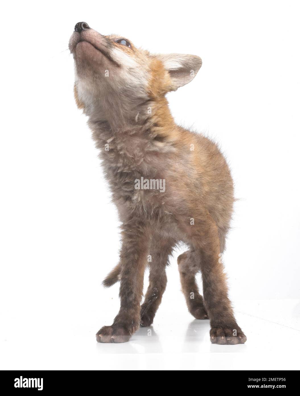 Fox cub, Red Fox (Vulpes vulpes), 5-week-old Stock Photo - Alamy
