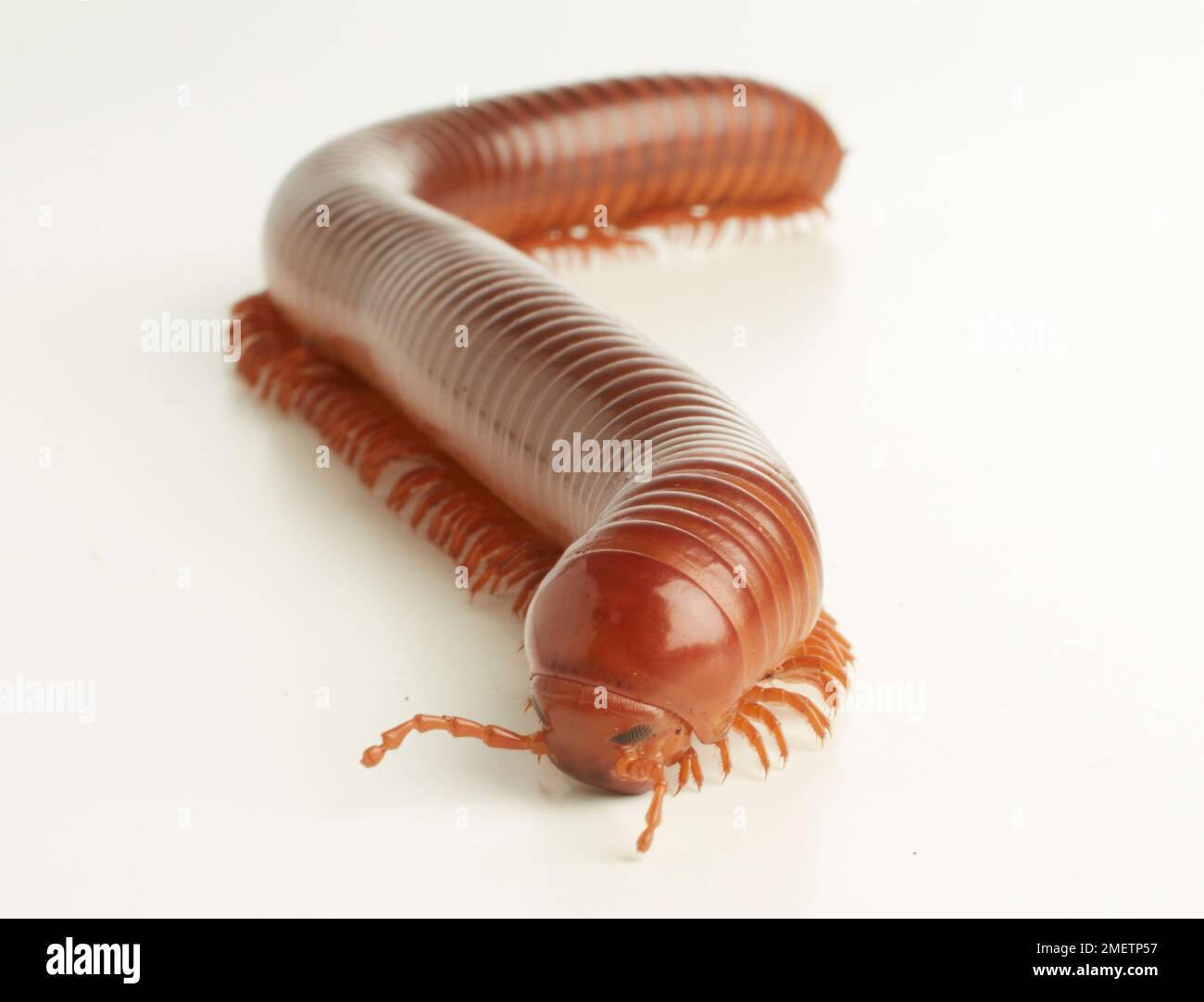 Bermudan millipede hi-res stock photography and images - Alamy