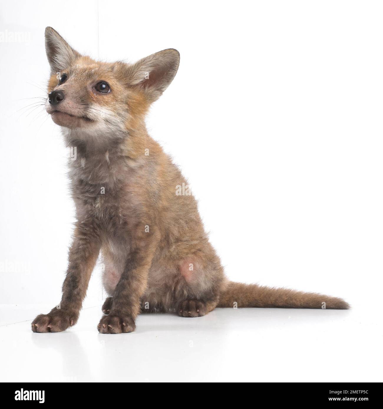 Fox cub, Red Fox (Vulpes vulpes), 5-week-old Stock Photo - Alamy