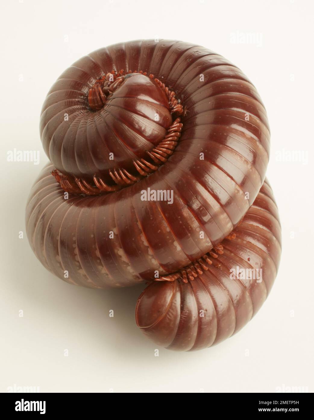 Curled up millipede hi-res stock photography and images - Alamy