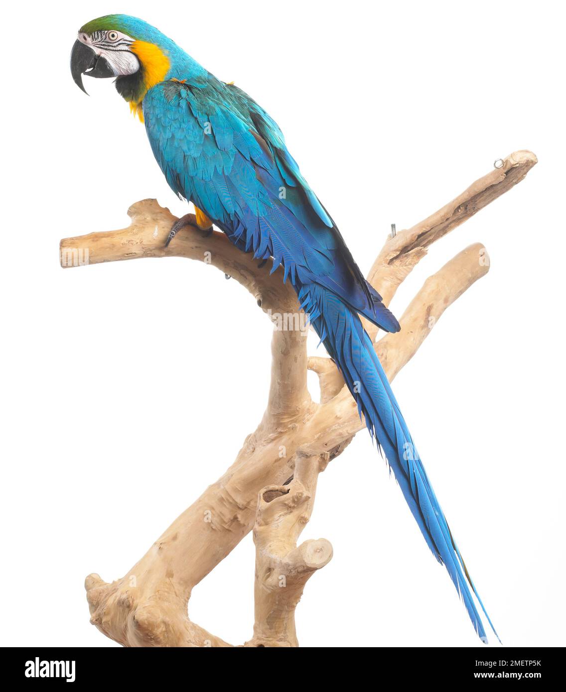 Blue and Yellow Macaw, Blue and Gold Macaw (Ara ararauna), parrot Stock ...