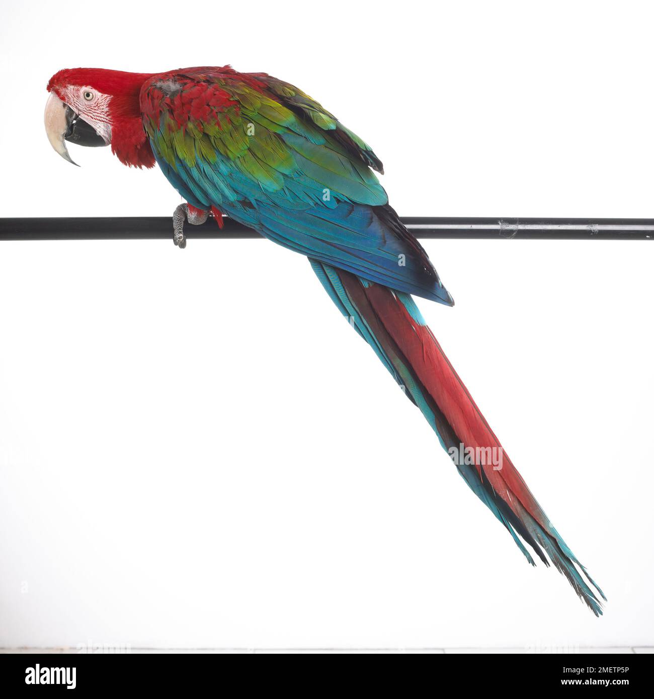 Green-winged Macaw, Red-and-green Macaw (Ara chloropterus), parrot ...