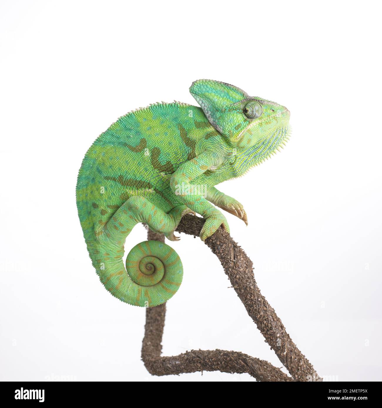 Chameleon veiled chameleon square hi-res stock photography and images ...