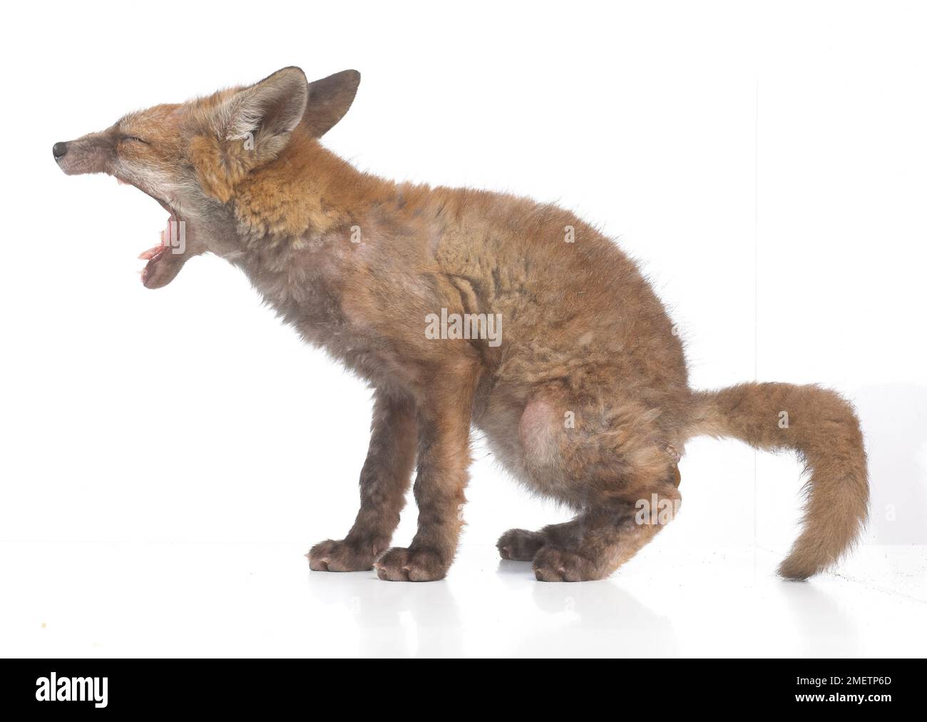Baby fox cub Cut Out Stock Images & Pictures - Alamy