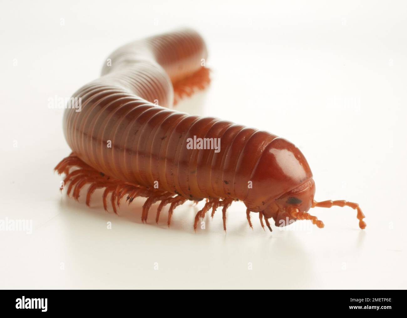 Millipede head hi-res stock photography and images - Alamy