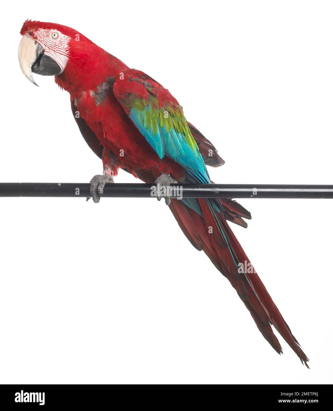 Green-winged Macaw, Red-and-green Macaw (Ara chloropterus), parrot ...