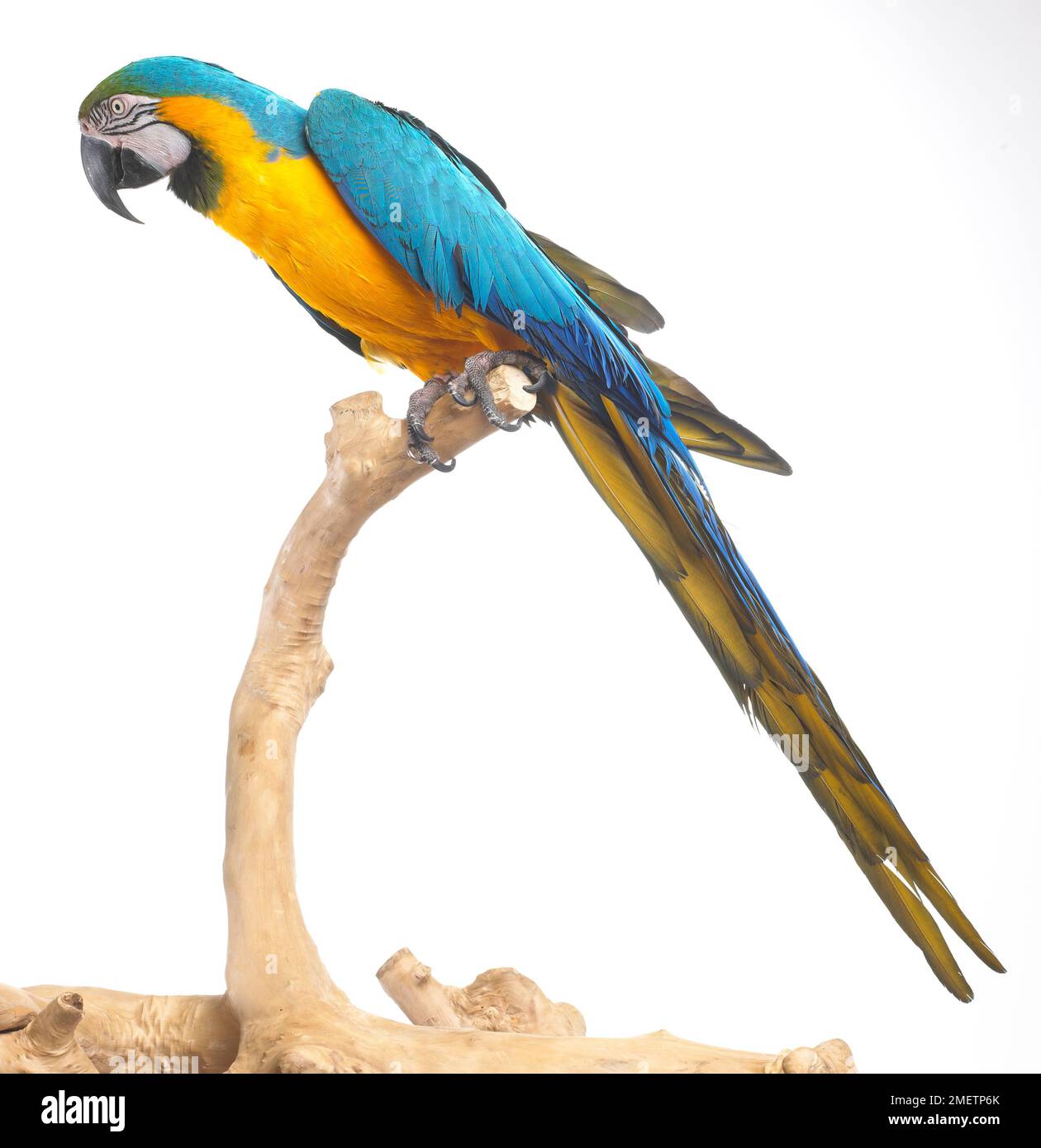 Blue and Yellow Macaw, Blue and Gold Macaw (Ara ararauna), parrot Stock Photo - Alamy