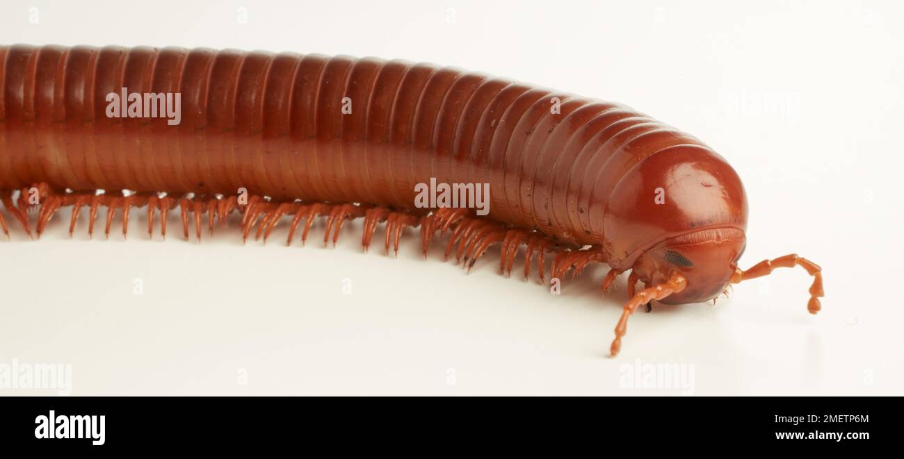 Millipede head hi-res stock photography and images - Alamy