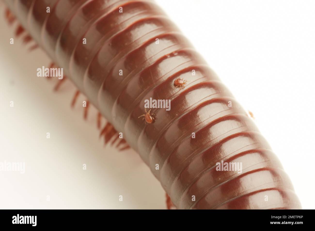 Crawling insects and animals hi-res stock photography and images - Alamy