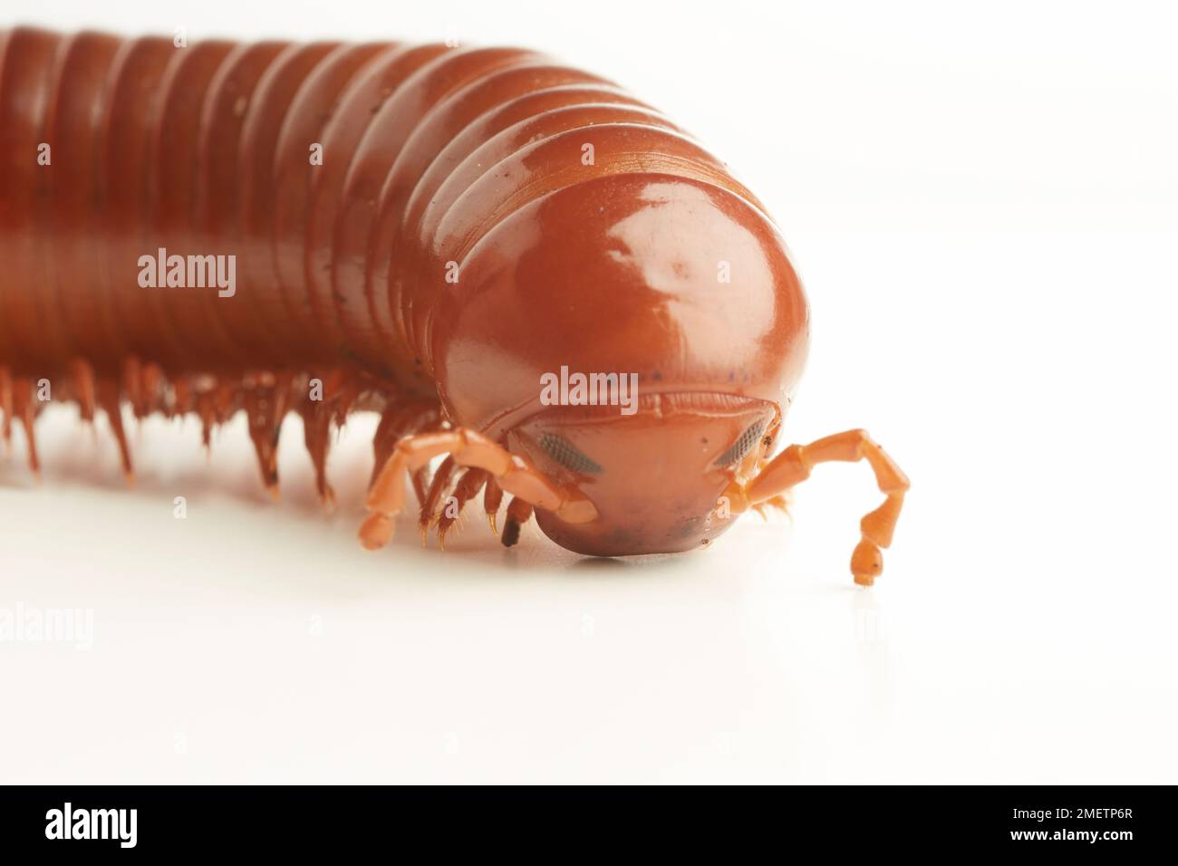 Millipede head hi-res stock photography and images - Alamy