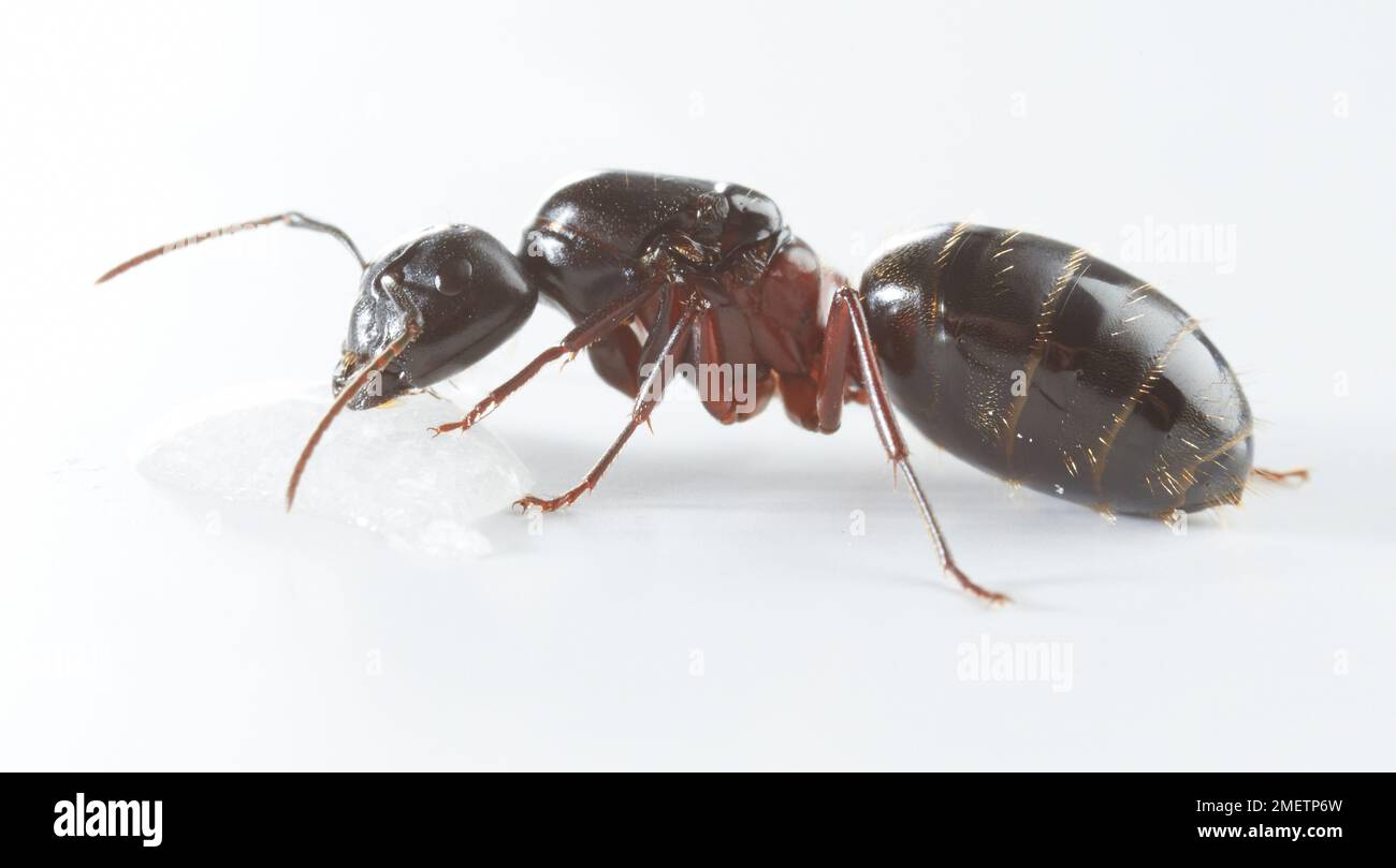 Ant side view hi-res stock photography and images - Alamy