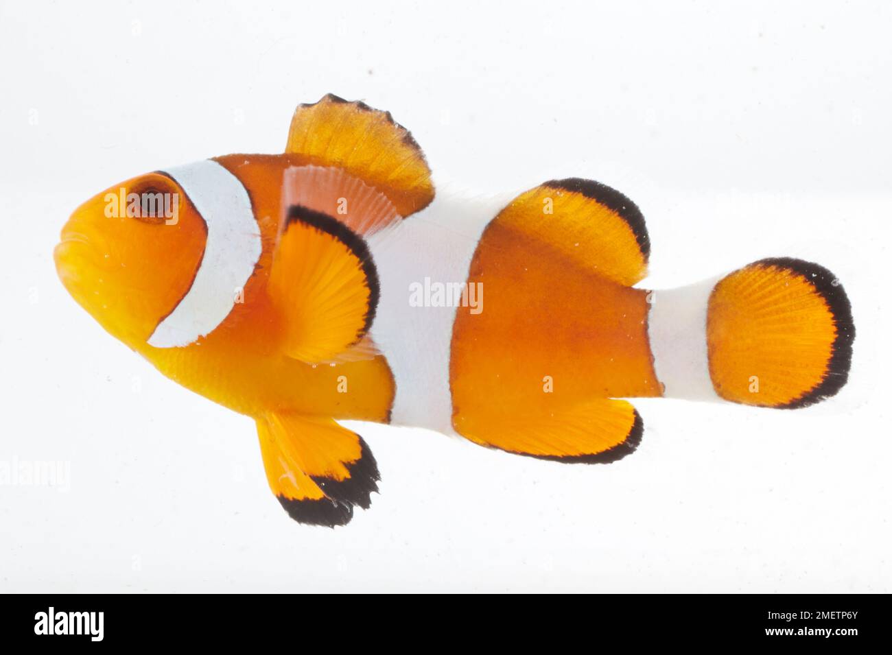 Ocellaris Clownfish, Common Clownfish (Amphiprion ocellaris), clown ...