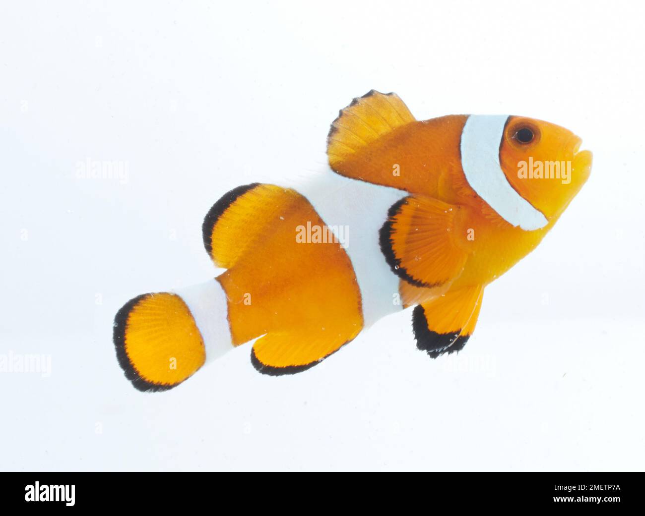 Ocellaris Clownfish, Common Clownfish (Amphiprion ocellaris), clown ...
