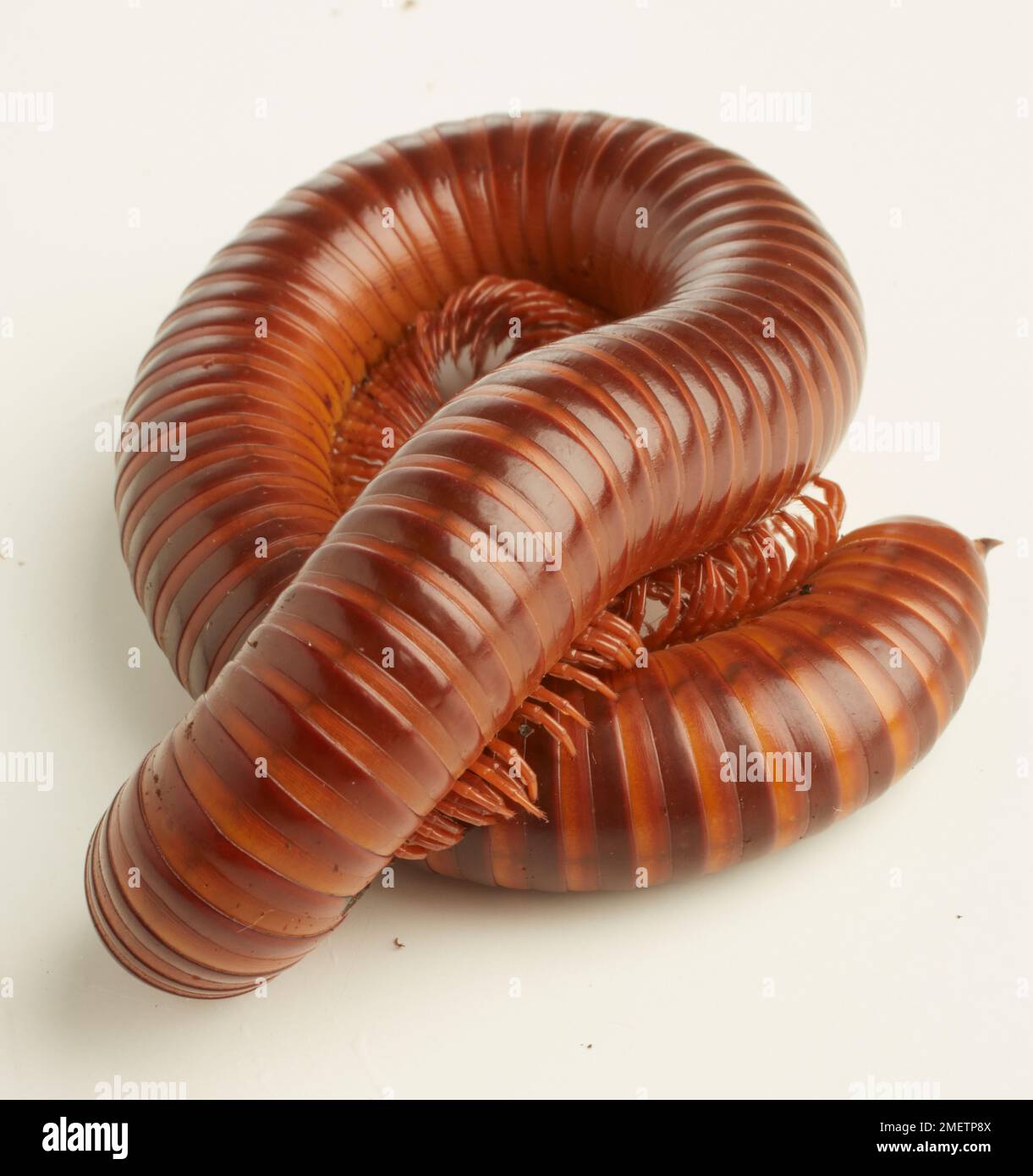 Curled up millipede hi-res stock photography and images - Alamy