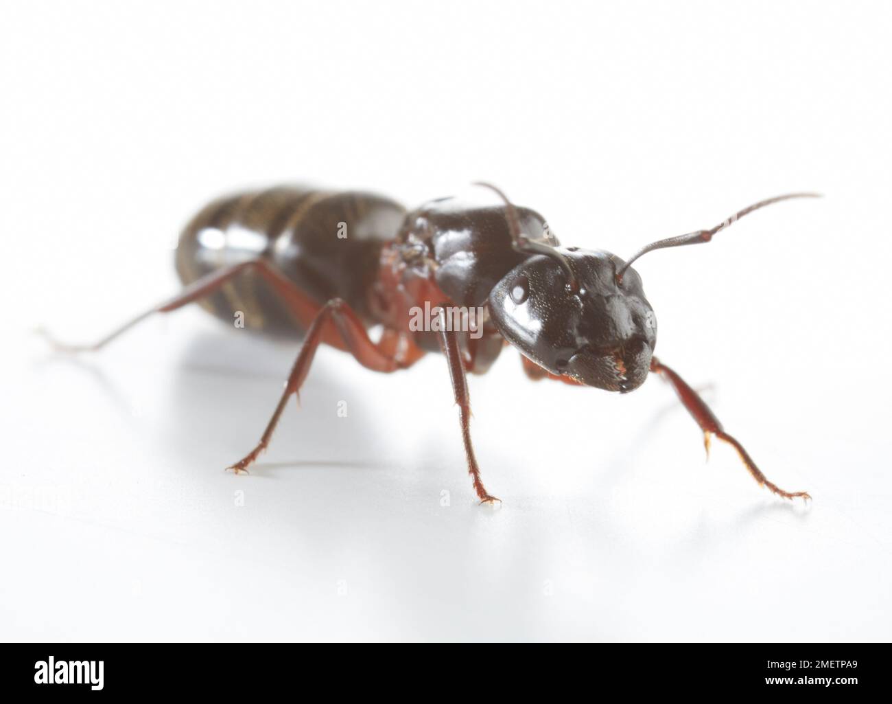 Full ant hi-res stock photography and images - Alamy