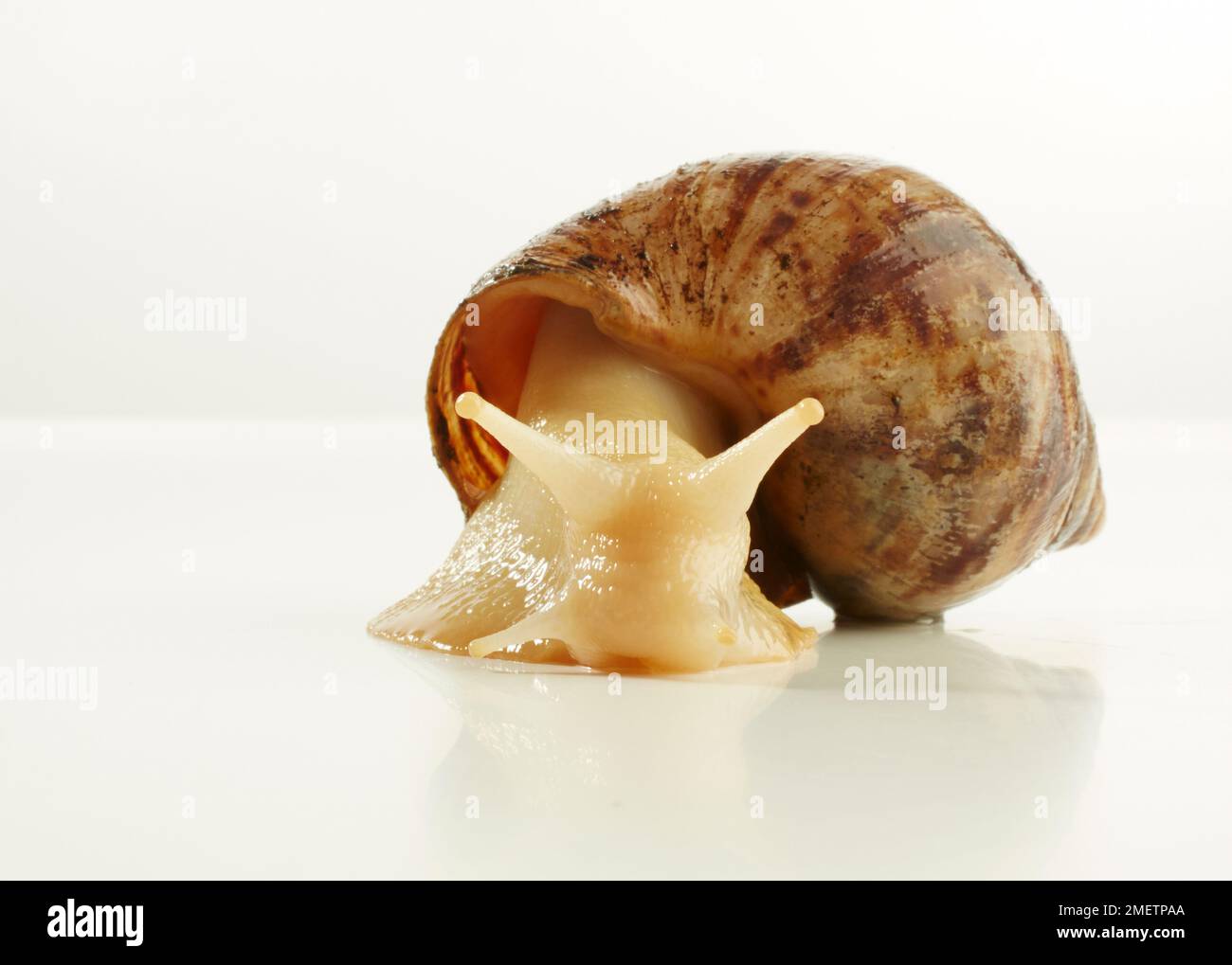 Albino land snail Stock Photo - Alamy
