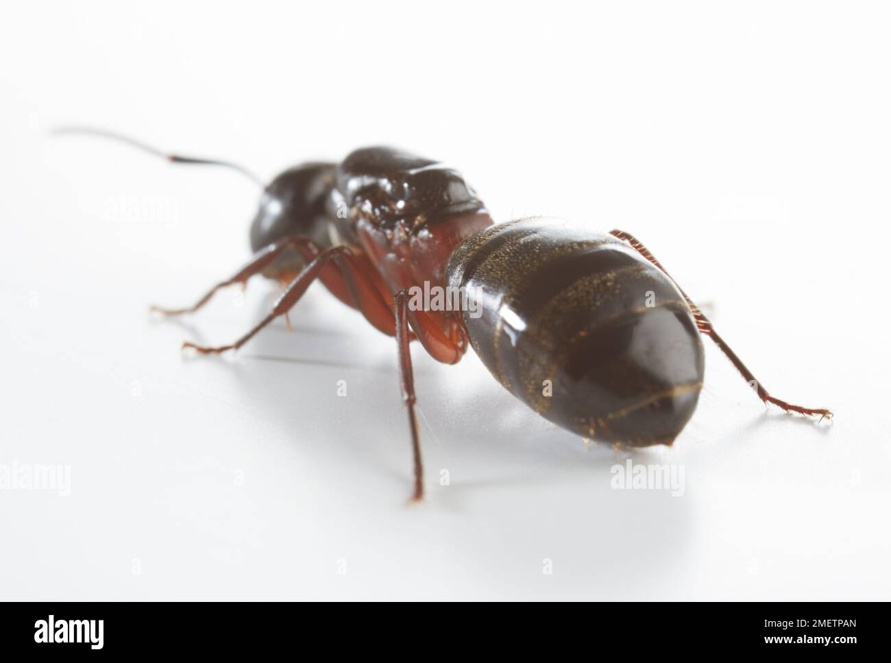 Full ant hi-res stock photography and images - Alamy