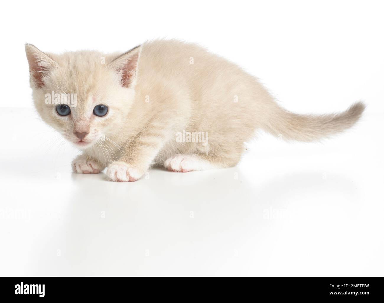 Burmese cross breed kitten Stock Photo - Alamy