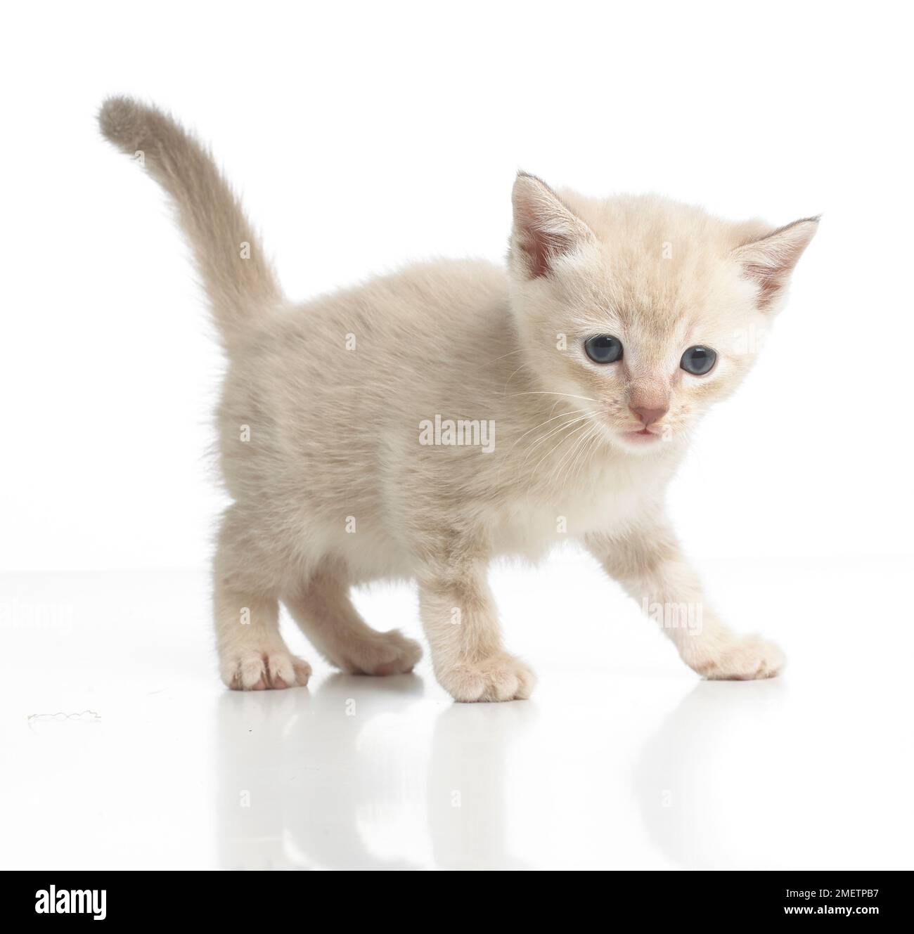 Breed cross hi-res stock photography and images - Alamy